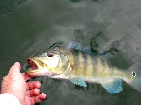 Do Amuo à Mais Completa Alegria! – BomedianoBlog